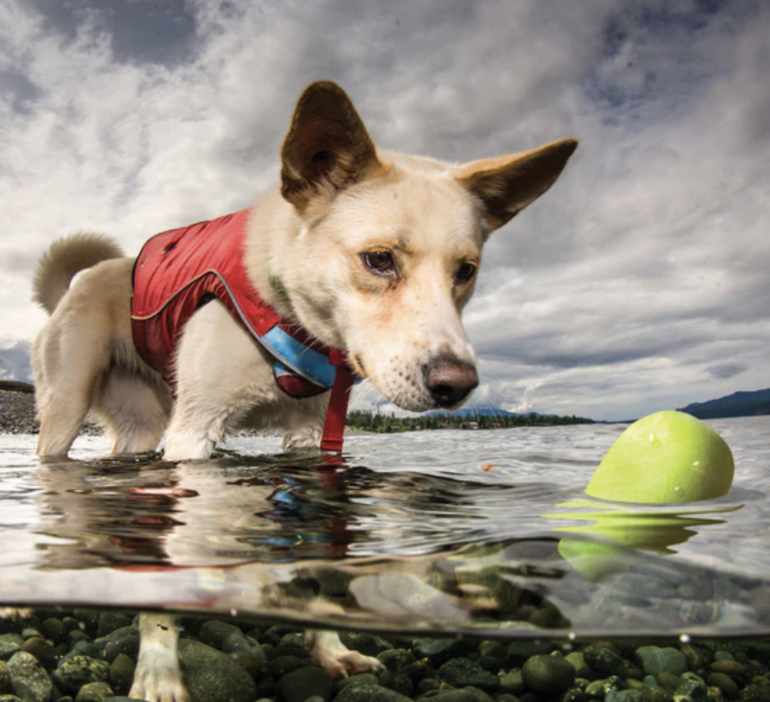 Cool Off With the 9 Best Water Toys for Dogs | Sidewalk Dog