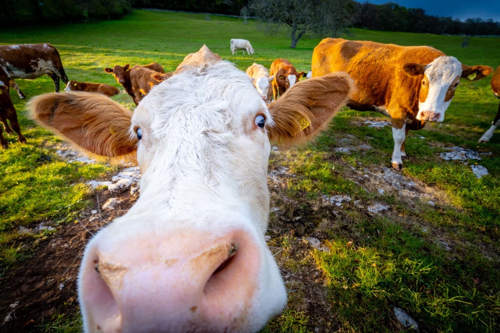 Cow Meeting Puppy is the Day Brightener You Need - Sidewalk Dog