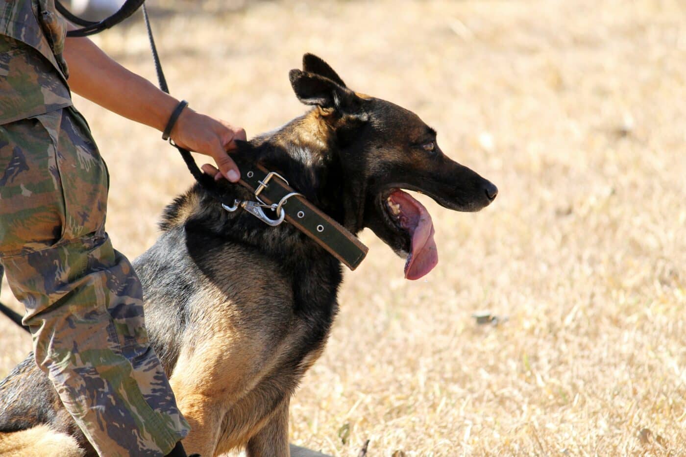 Our Nation’s Quiet Heroes: A Brief History of Police Dogs - Sidewalk Dog