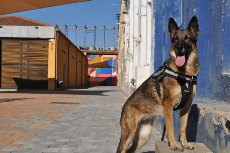 Our Nation’s Quiet Heroes: A Brief History of Police Dogs - Sidewalk Dog