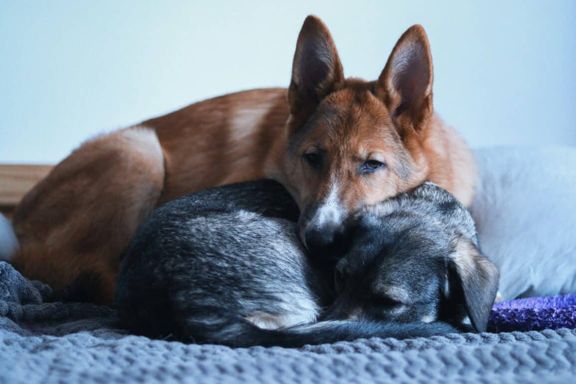 A Guide to Bonded Dog Pairs - Sidewalk Dog