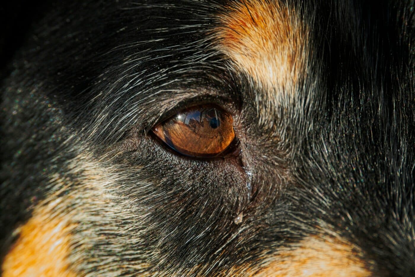 Eye Discharge in Dogs: Types, Causes, and When to See a Vet - Sidewalk Dog