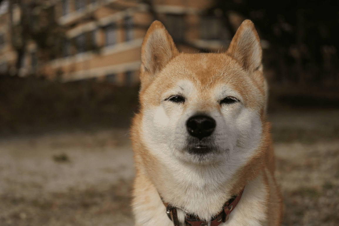 The Bark Heard 'Round the Internet: Origins of the Doge Meme - Sidewalk Dog