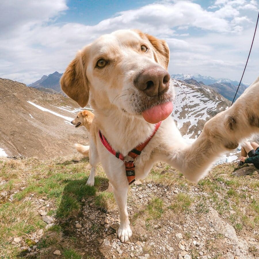 That's the Spot! Uncovering the Dog Scratch Reflex - Sidewalk Dog